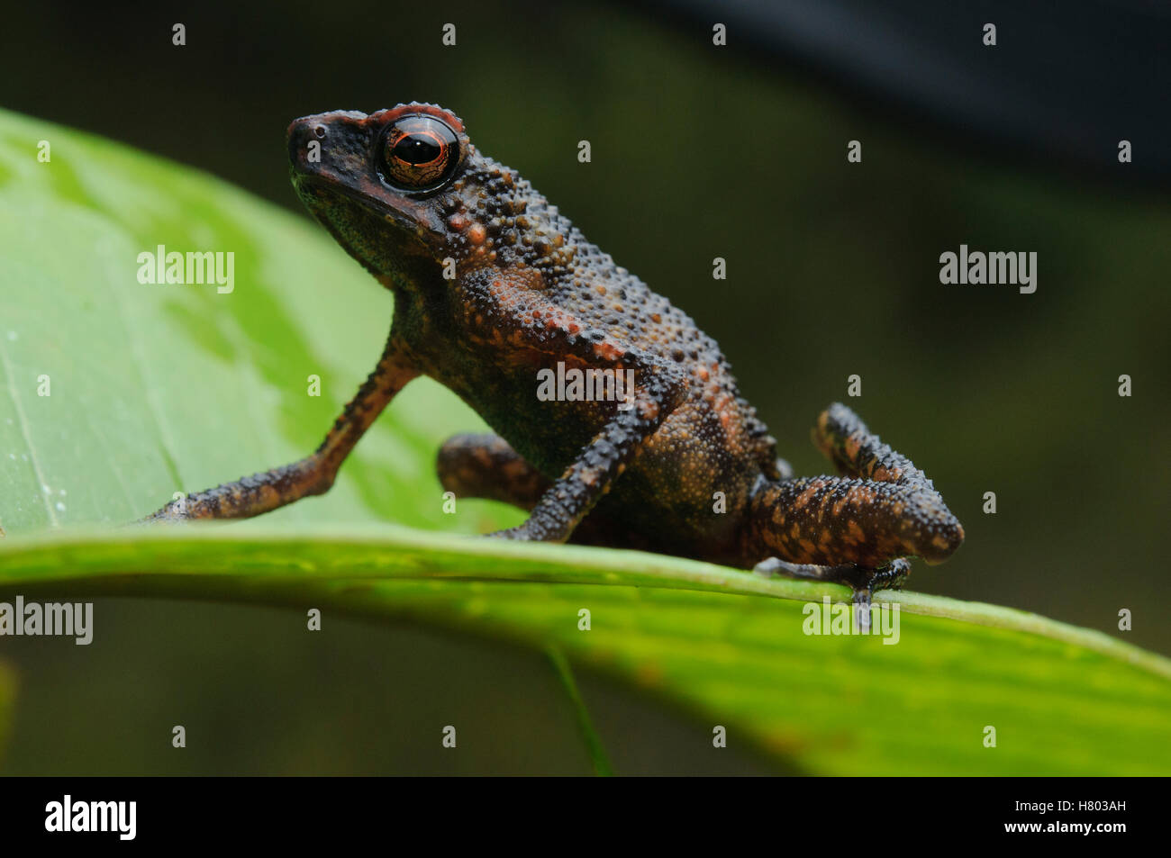 True Toad (Ansonia sp), Sarawak, Borneo, Malaysia Stock Photo - Alamy