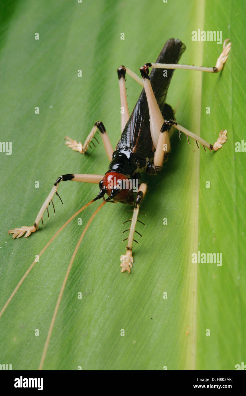 Raspy Cricket (Borneogryllacris sp), Sarawak, Borneo, Malaysia Stock ...