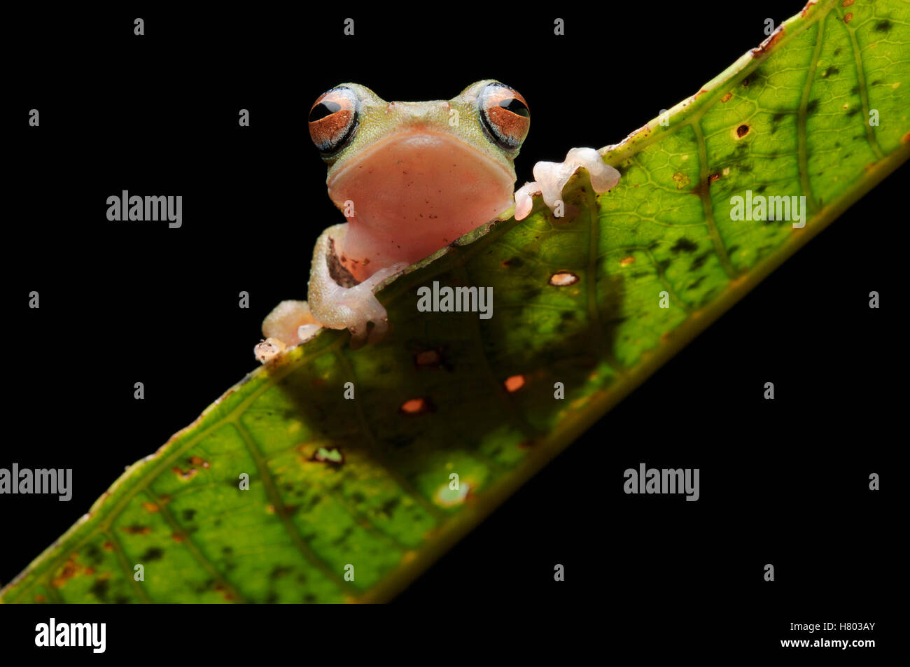 Masked Treefrog (Rhacophorus angulirostris), Sarawak, Borneo, Malaysia Stock Photo - Alamy