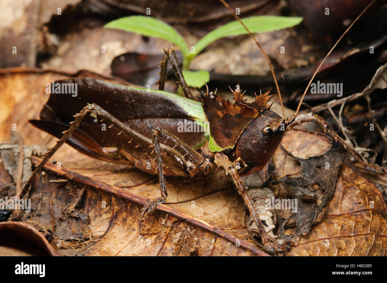 Dragon-headed Katydid (Ellatodon blanchardi) camouflaged in leaf litter ...