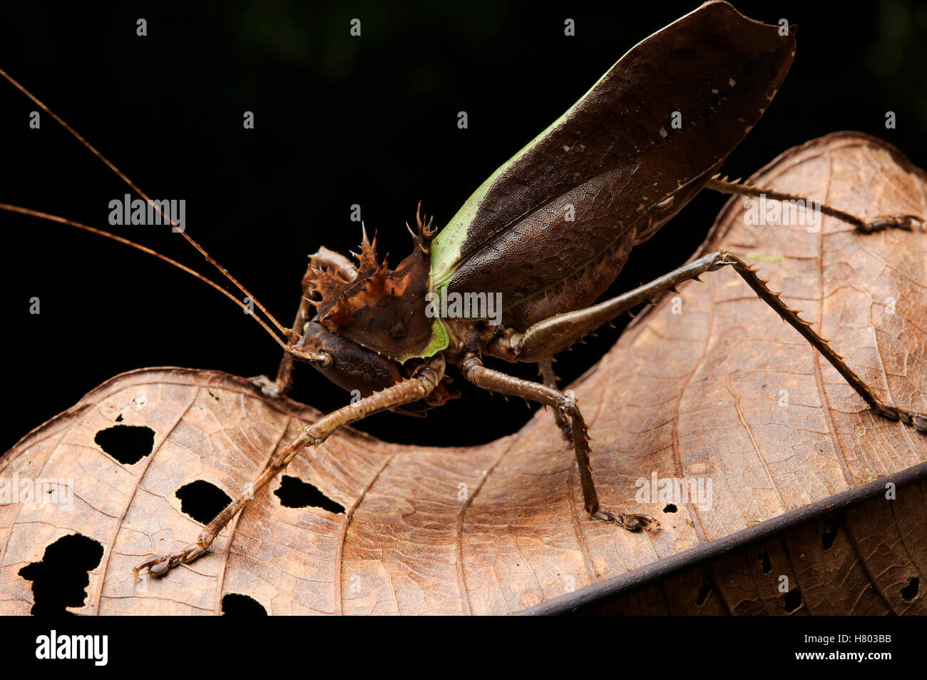 Dragon-headed Katydid (Ellatodon blanchardi), Sarawak, Borneo, Malaysia ...