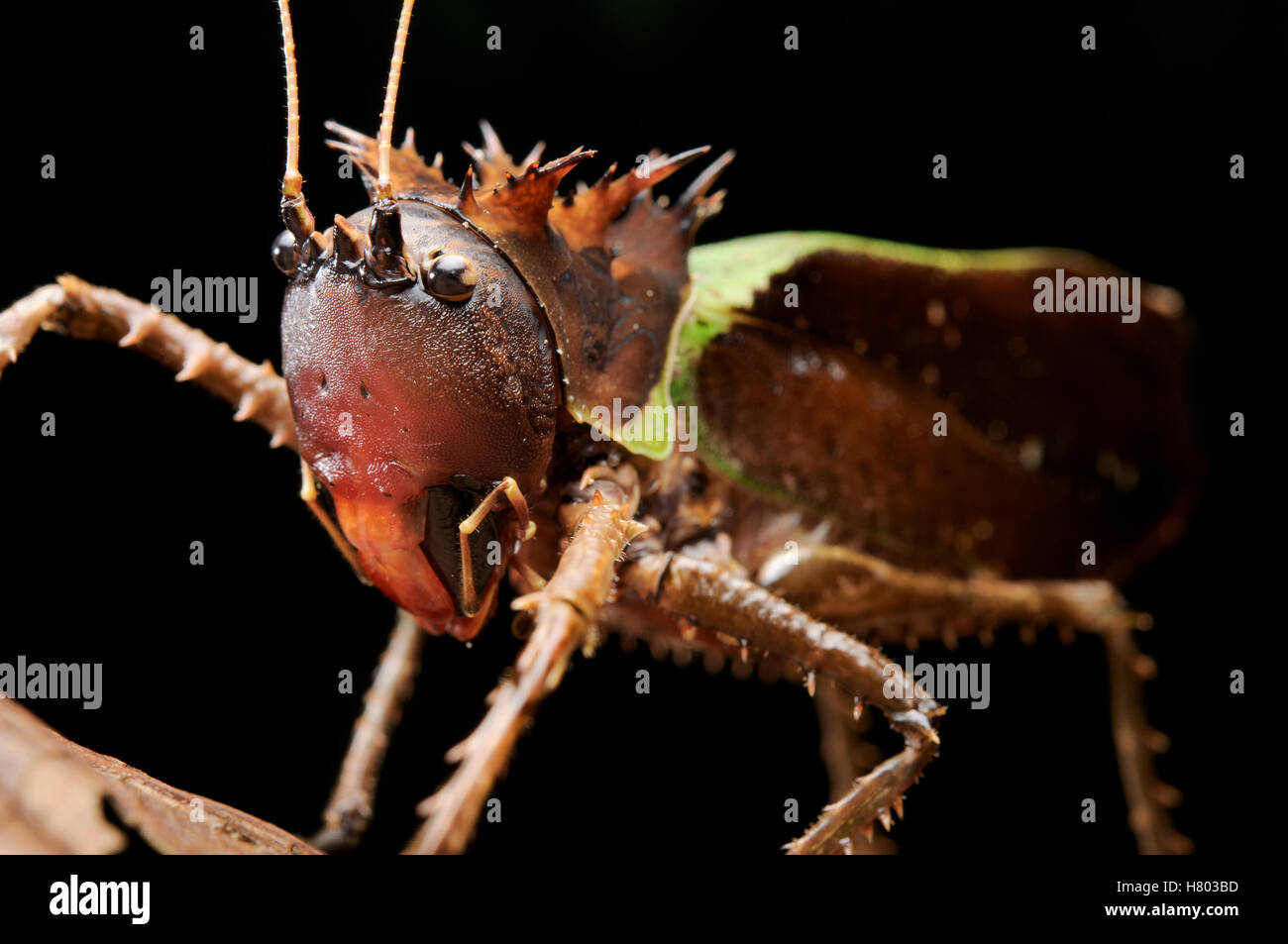 Dragon-headed Katydid (Ellatodon blanchardi), Sarawak, Borneo, Malaysia ...