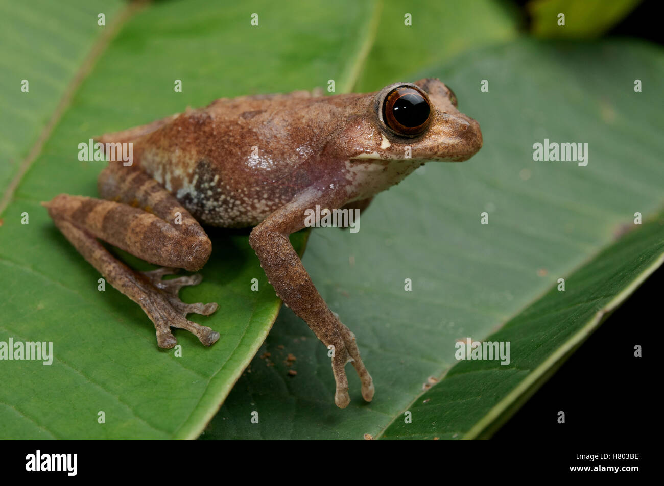 Shrub Frog (Rhacophorus sp), Sarawak, Borneo, Malaysia Stock Photo - Alamy