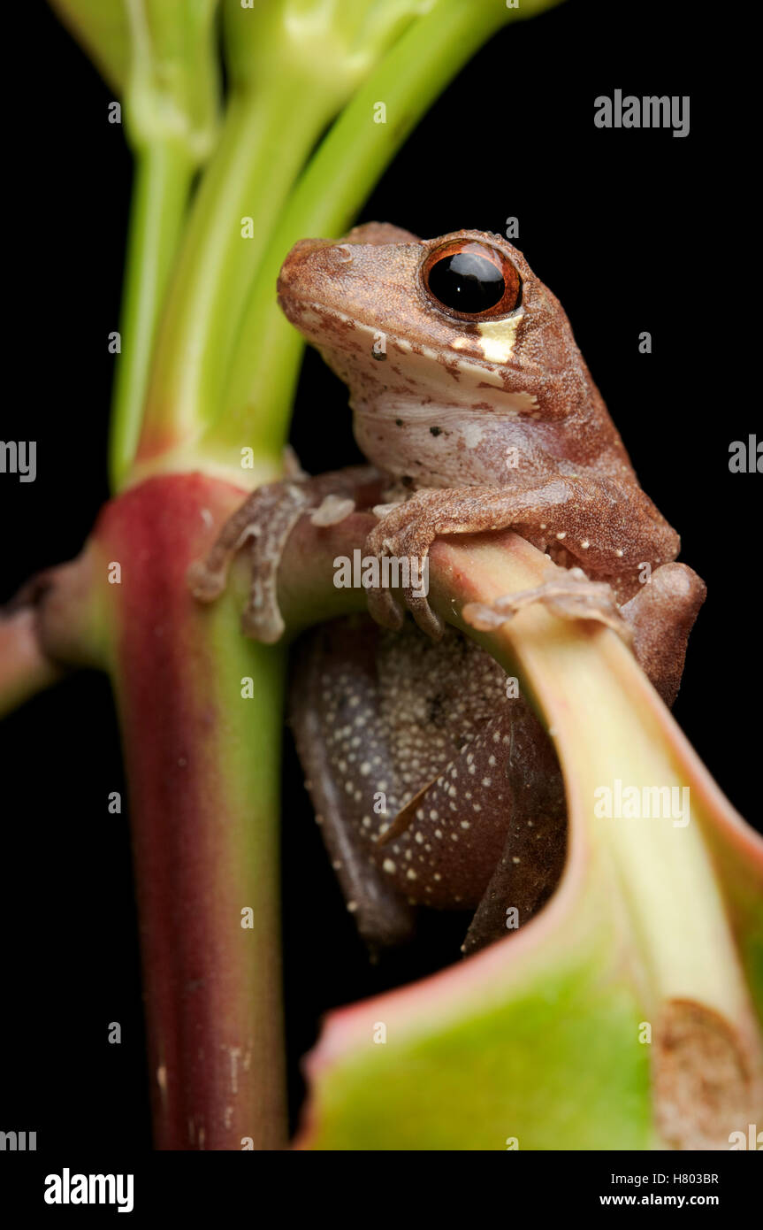 Shrub Frog (Rhacophorus sp), Sarawak, Borneo, Malaysia Stock Photo - Alamy