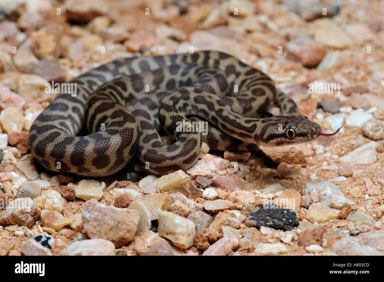 Large-blotched Python (Antaresia stimsoni) flicking tongue, Western ...