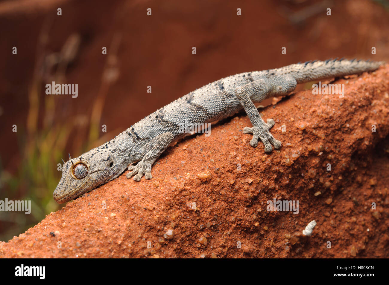 Spiny-tailed Gecko (Diplodactylus ciliaris), Western Australia ...