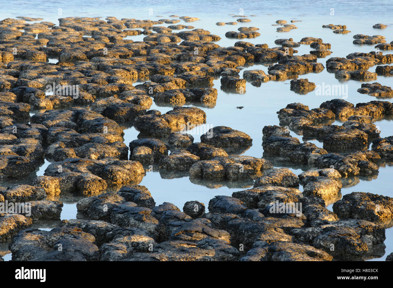 Stromatolites, colonies of blue-green algae, the oldest life form that ...