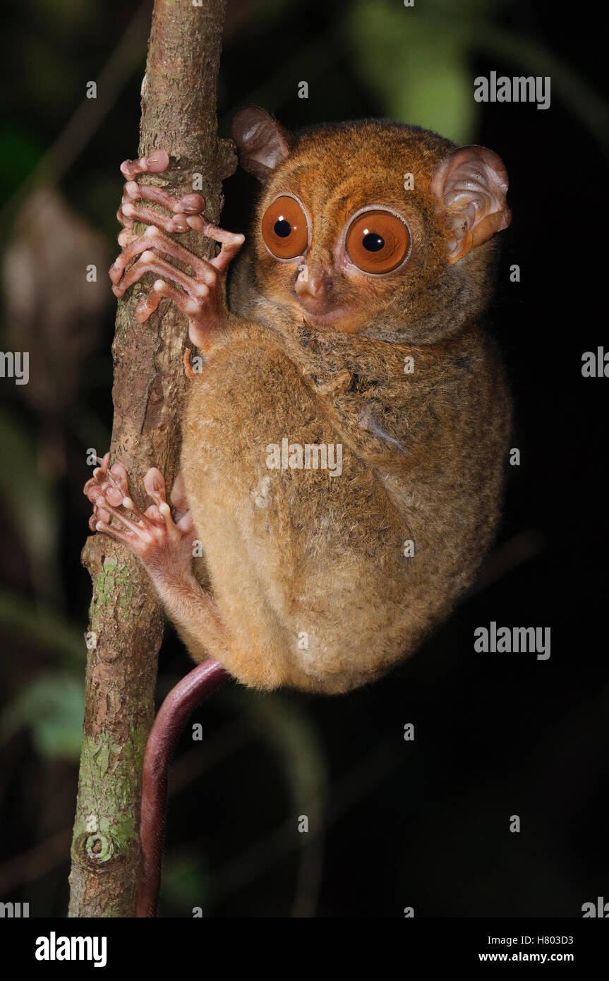 Western Tarsier (Tarsius bancanus), Sarawak, Borneo, Malaysia Stock ...