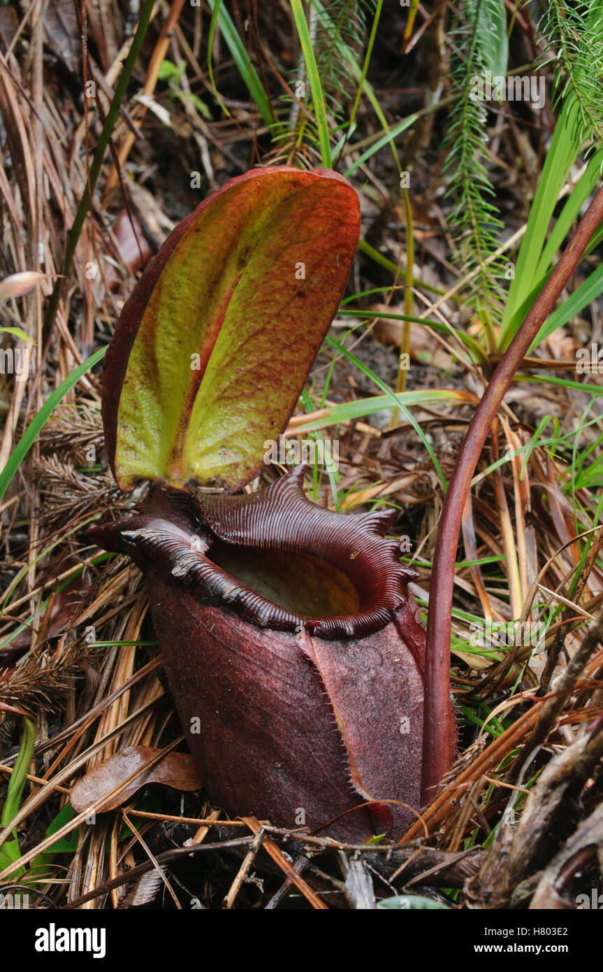 Pitcher Plant (Nepenthes rajah) pitcher, Sabah, Borneo, Malaysia Stock ...