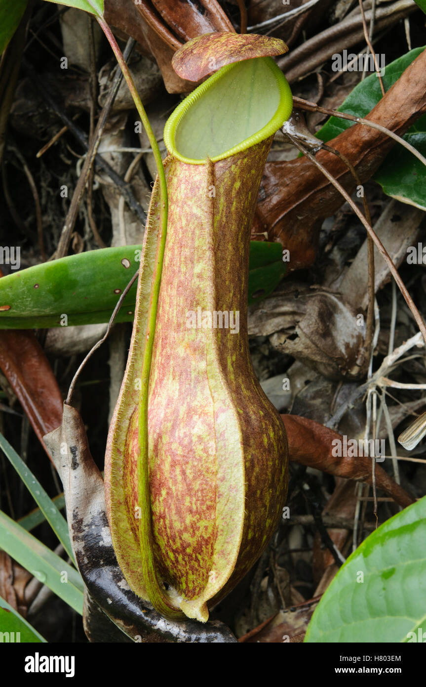 Pitcher Plant (Nepenthes danseri) pitcher, Halmahera Island, North ...