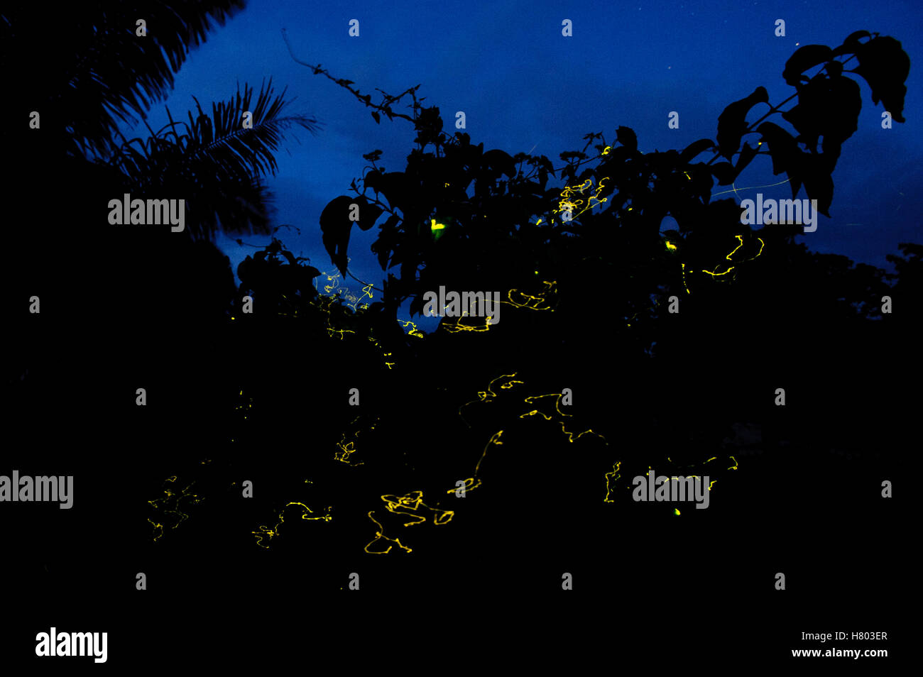 Firefly (Lampyridae) group lighting up at night, Halmahera Island ...