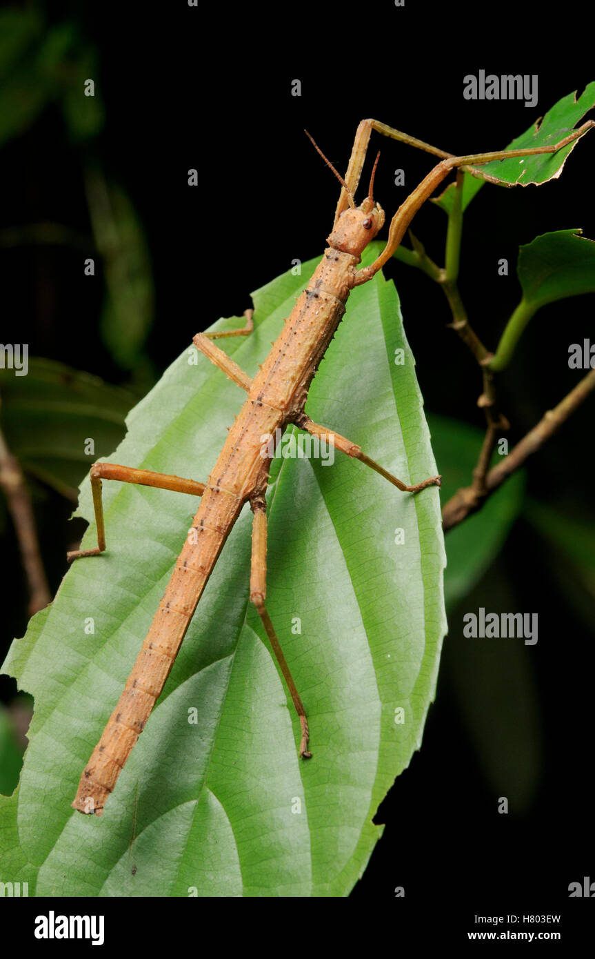 Stick insect, Halmahera Island, North Maluku, Indonesia Stock Photo - Alamy