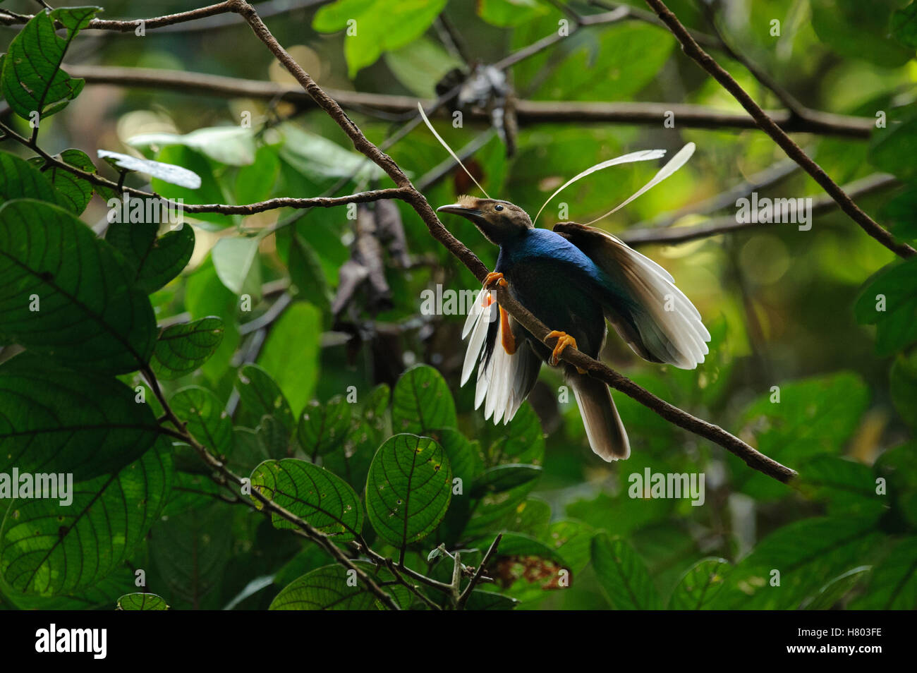 Standardwing (Semioptera wallacii) male displaying at lek, Halmahera ...