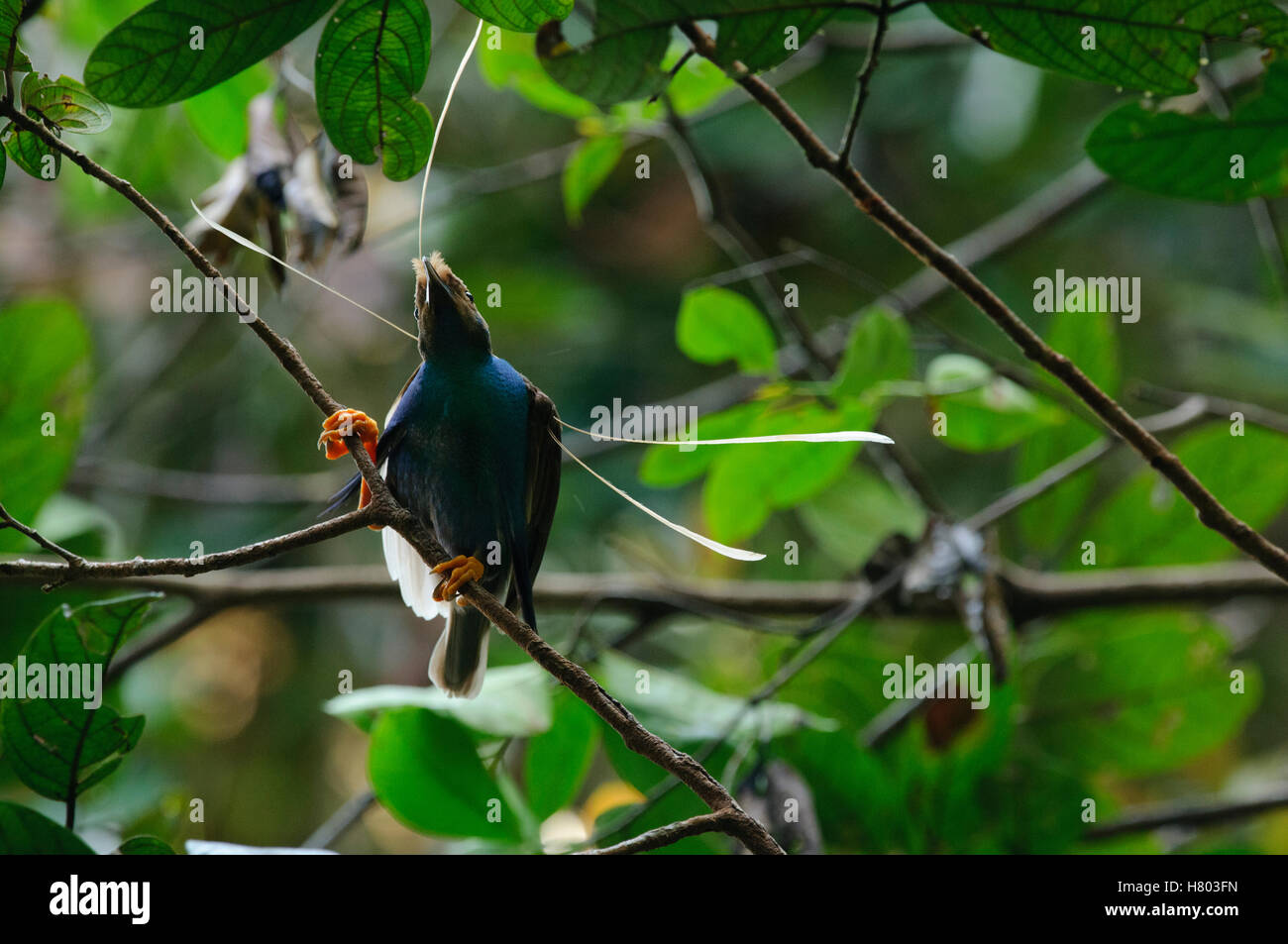 Standardwing (Semioptera wallacii) male displaying at lek, Halmahera ...