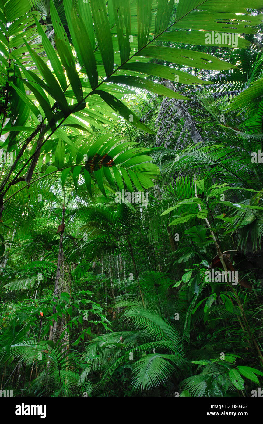 Lowland rainforest interior with a variety of plant forms, Halmahera ...