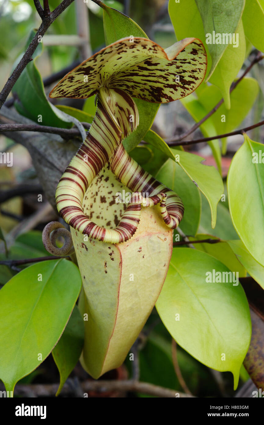 Pitcher Plant (Nepenthes rafflesiana) pitcher, Brunei, Borneo ...