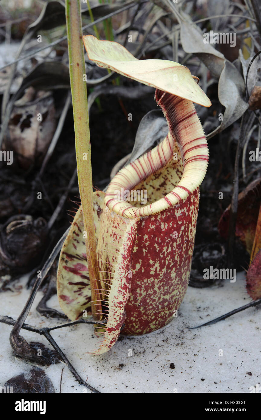 Pitcher Plant (Nepenthes rafflesiana) pitcher, Brunei, Borneo ...