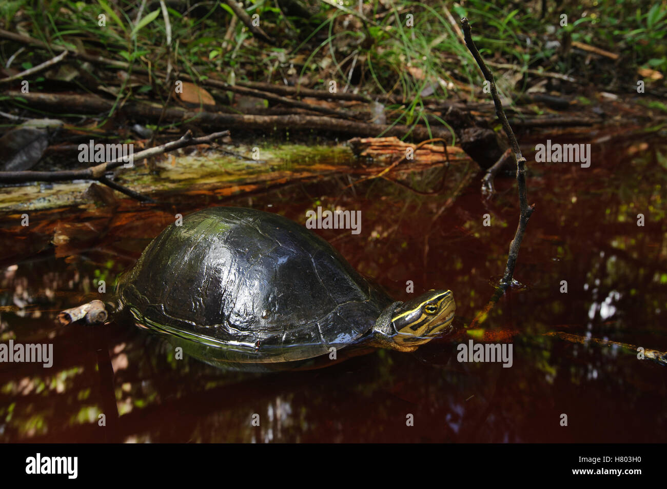 Malayan Box Turtle (Cuora amboinensis) in creek in rainforest, Brunei ...