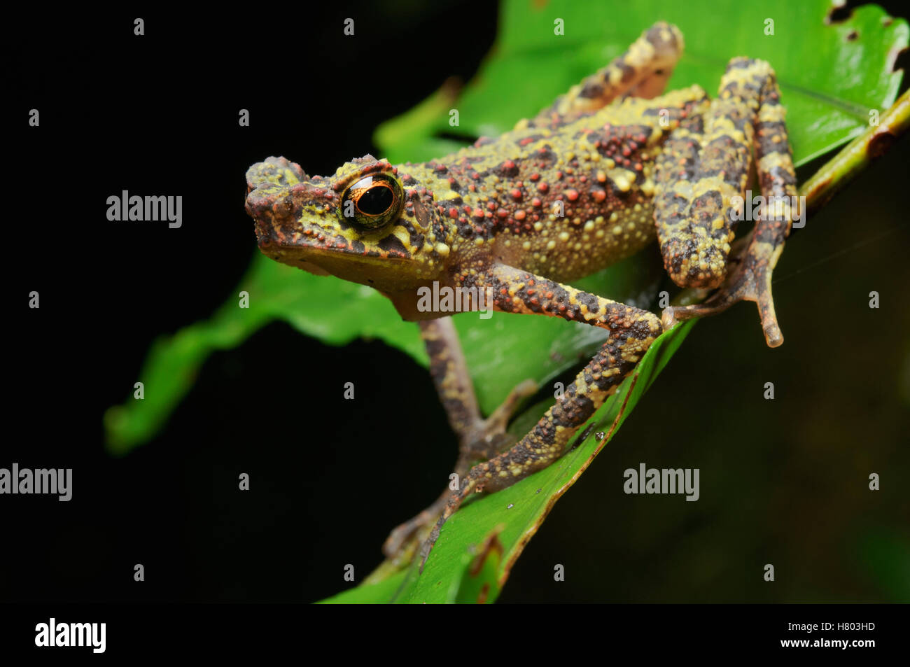 Bornean Rainbow Toad (Ansonia latidisca), unseen since 1924 it was ...