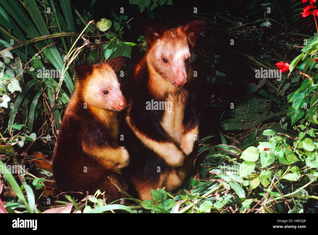Goodfellow's Tree Kangaroo (Dendrolagus goodfellowi) female and young ...
