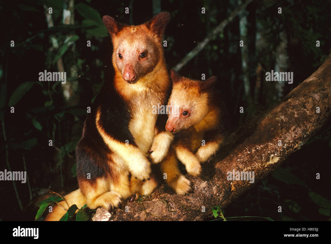 Goodfellow's Tree Kangaroo (Dendrolagus goodfellowi) female and young ...