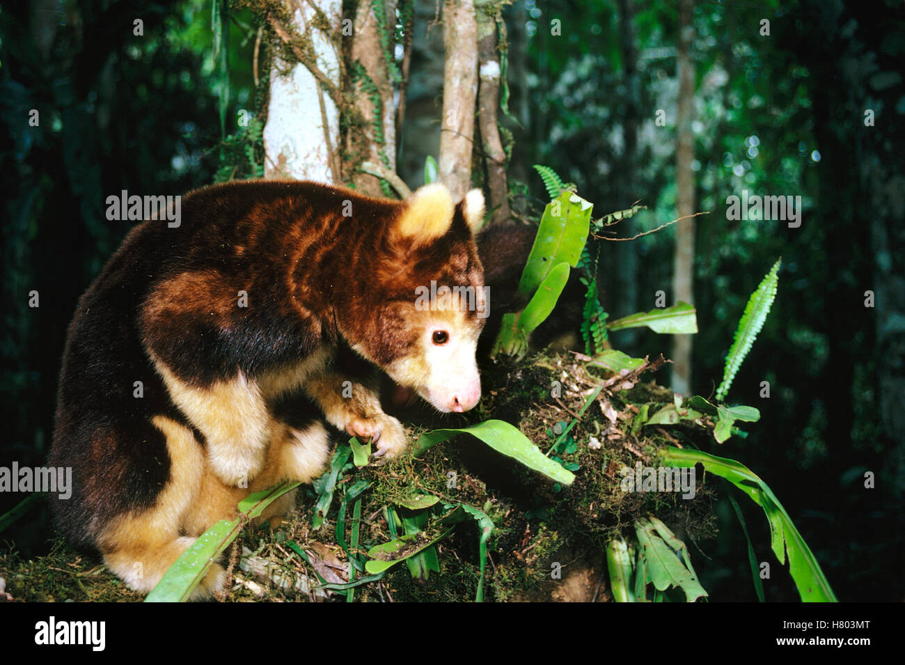 Matschie's Tree Kangaroo (Dendrolagus matschiei), Baiyer River ...