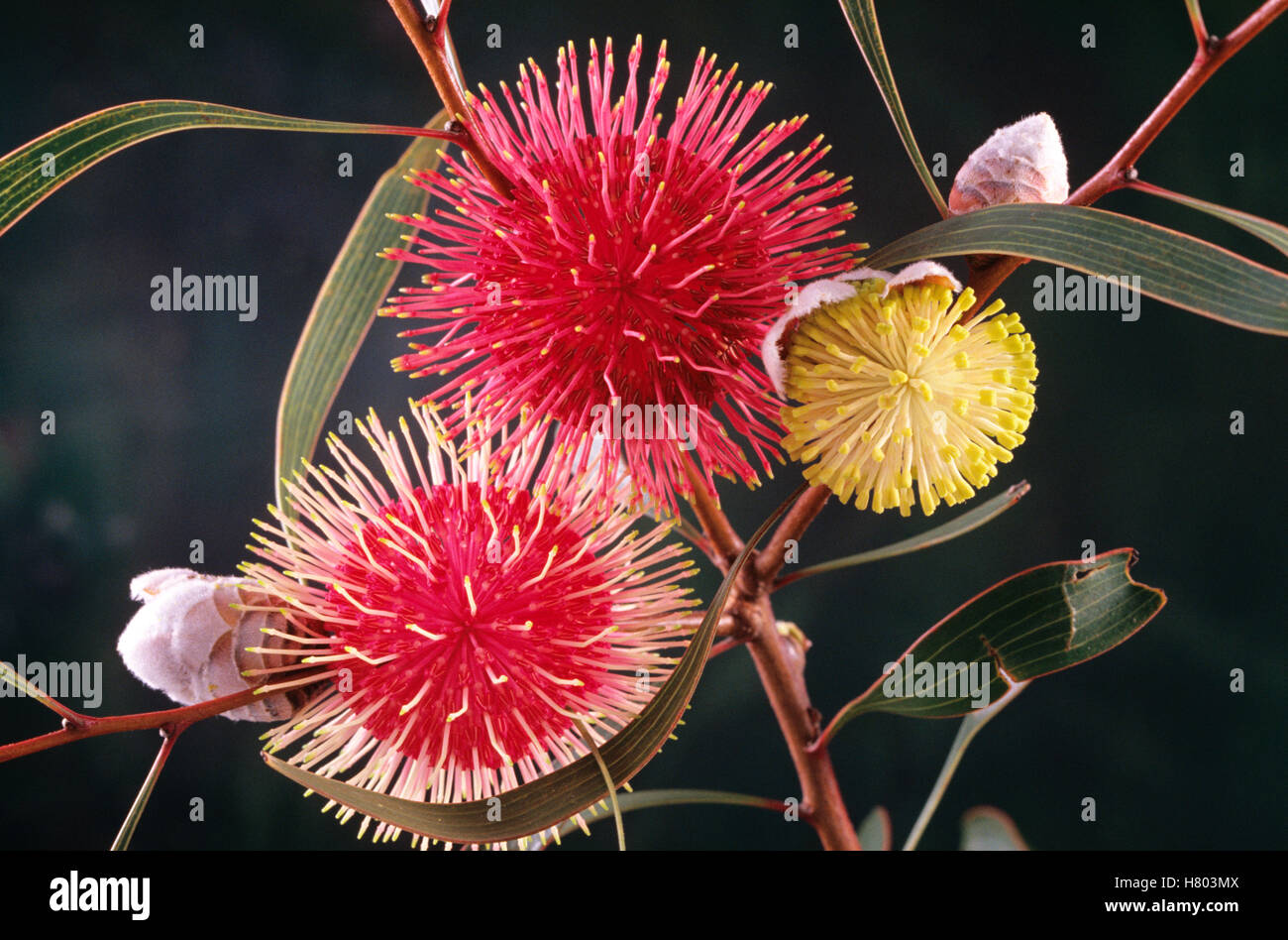 Pincushion Hakea (Hakea laurina) flowers, native to southwest Australia ...