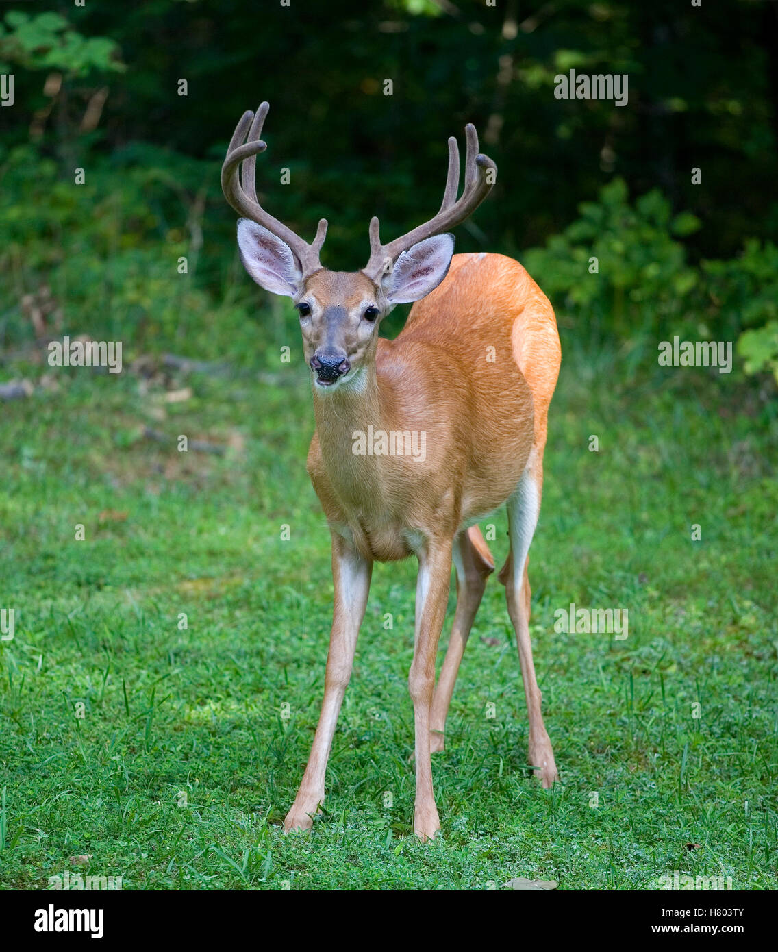 Whitetail buck with antlers in velvet and drool coming from its mouth ...