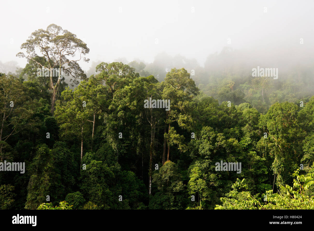 Canopy emergent tree in rainforest mist, Danum Valley, Malaysia Stock ...