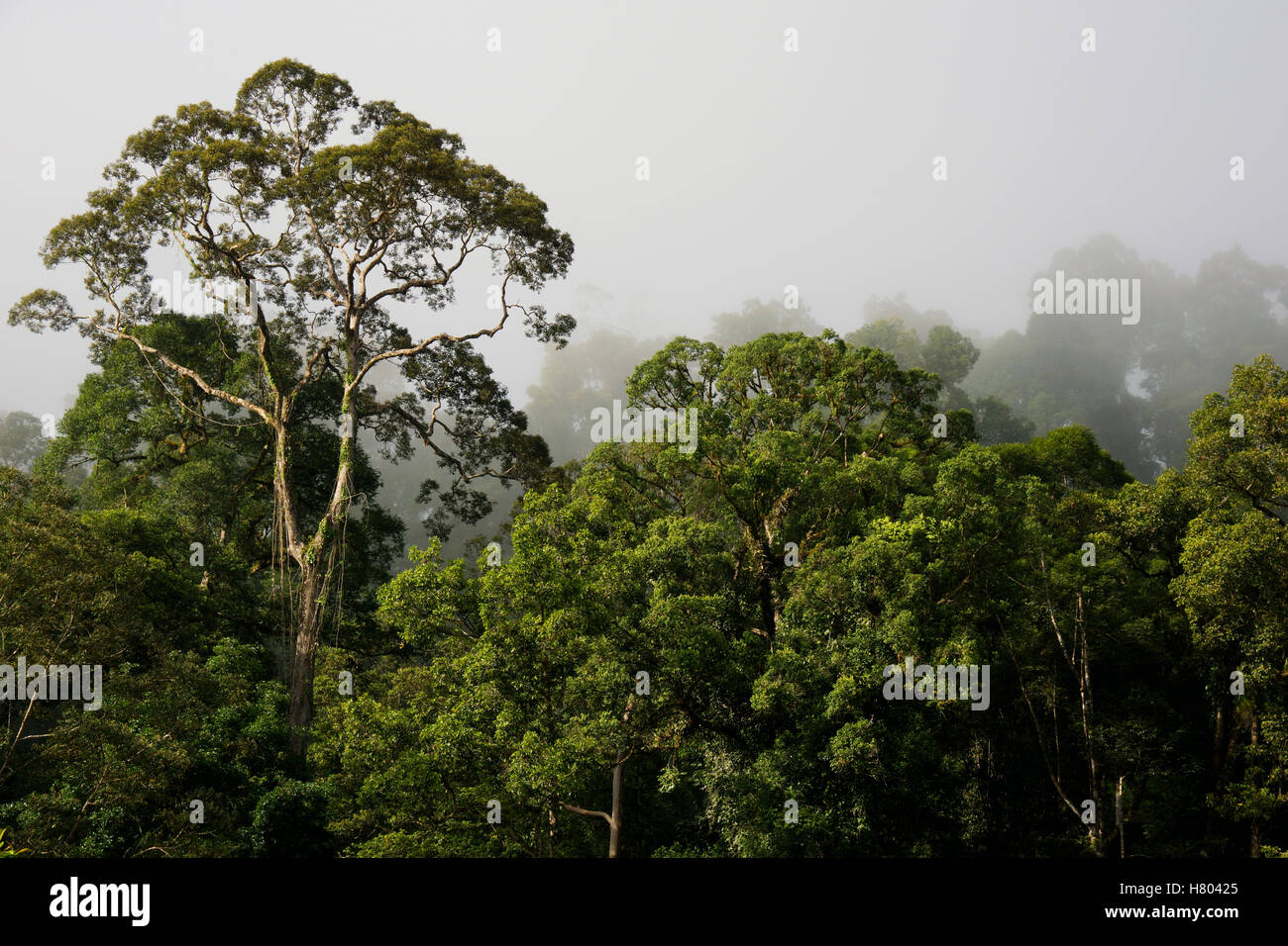 Canopy emergent tree in mist, Danum Valley, Malaysia Stock Photo - Alamy