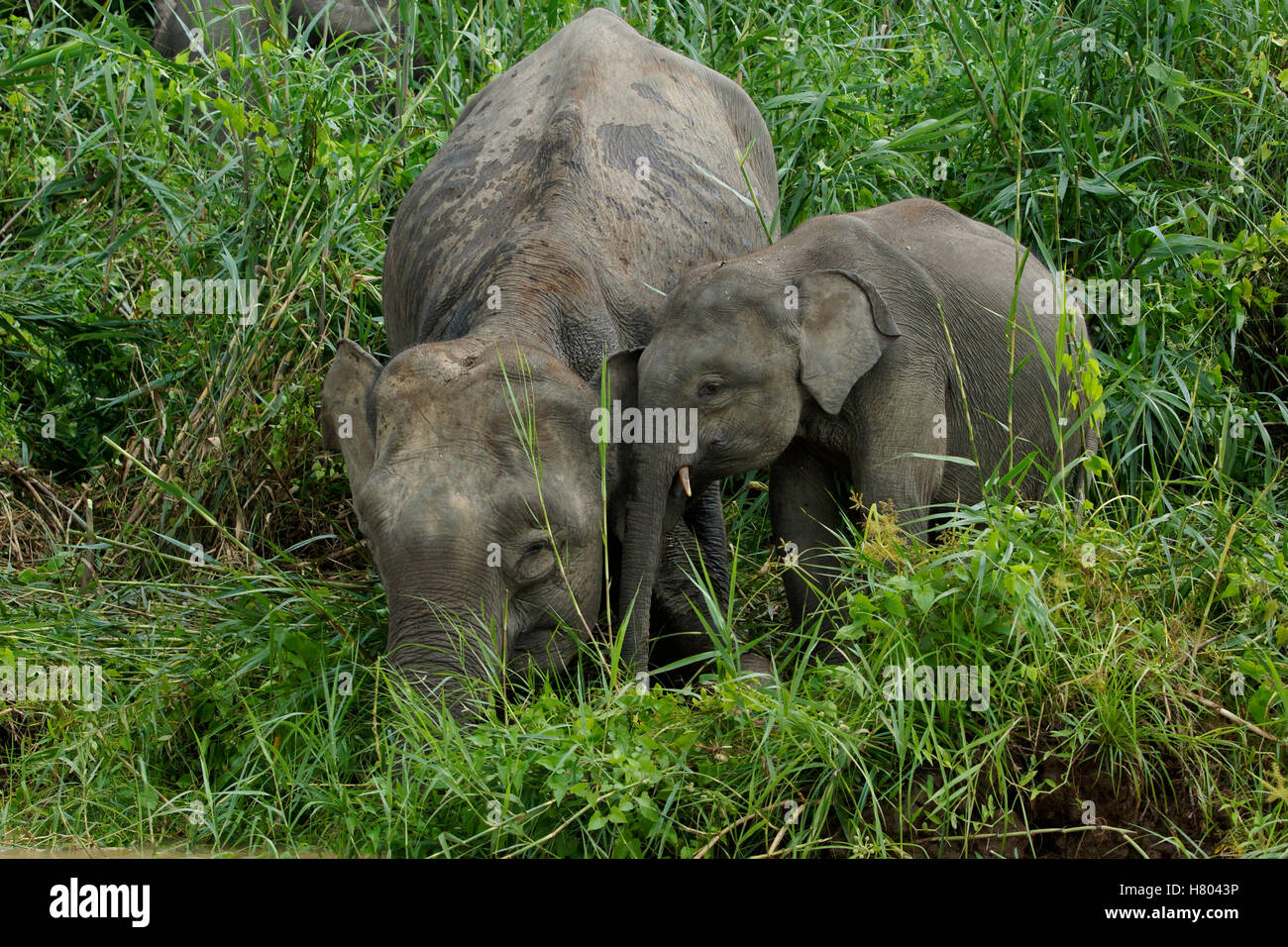 Borneo Pygmy Elephant (Elephas maximus borneensis) mother and baby ...
