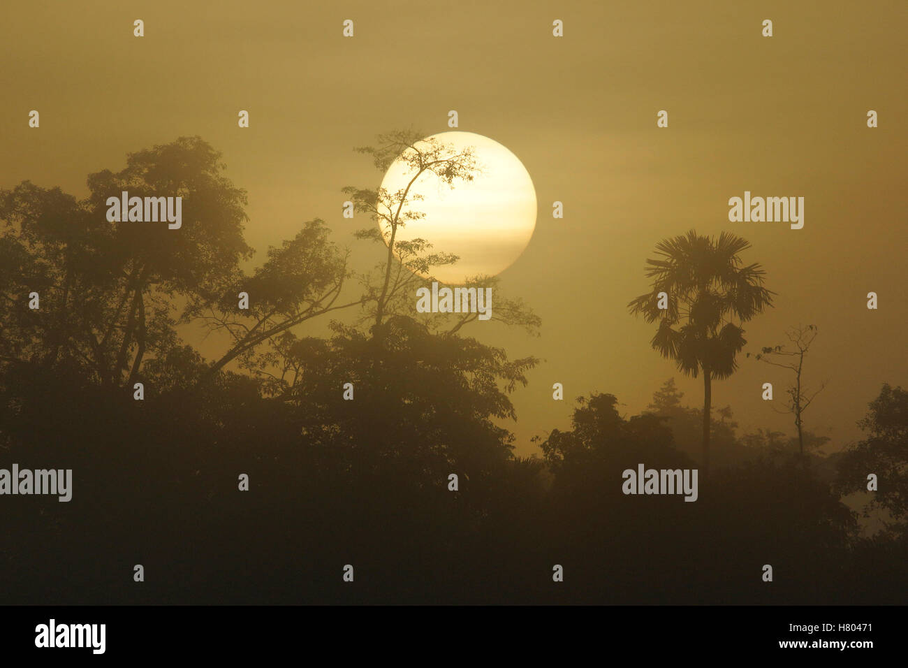 Sunrise over rainforest, Malaysia Stock Photo - Alamy