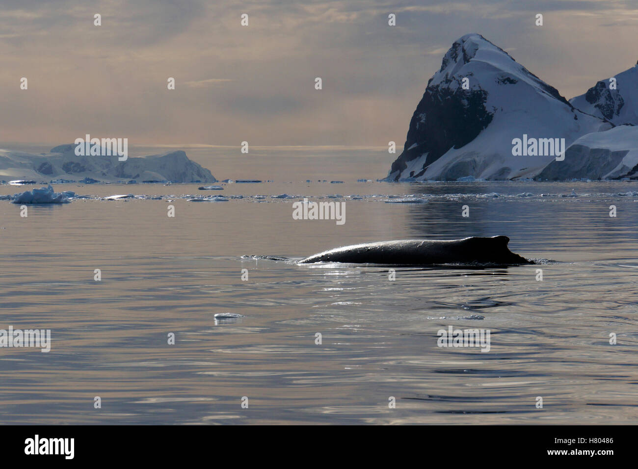 Humpback Whale (Megaptera novaeangliae) surfacing, Antarctic Peninsula ...