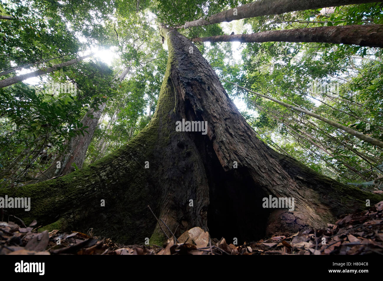Buttressed rainforest tree, Maliau Basin, Malaysia Stock Photo - Alamy