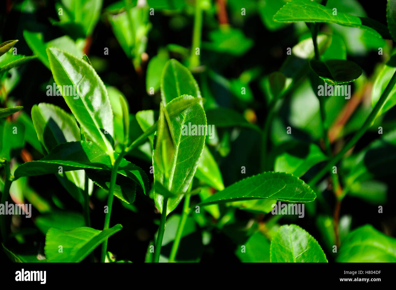 Chinese wuyishan or mount wuyi green tea plants in the Dahongpao scenic ...