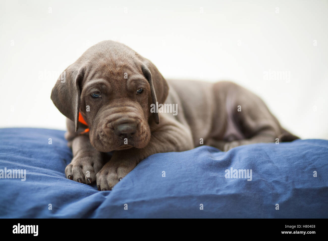 Great Dane puppy that looks like it is scared on a pillow Stock Photo ...