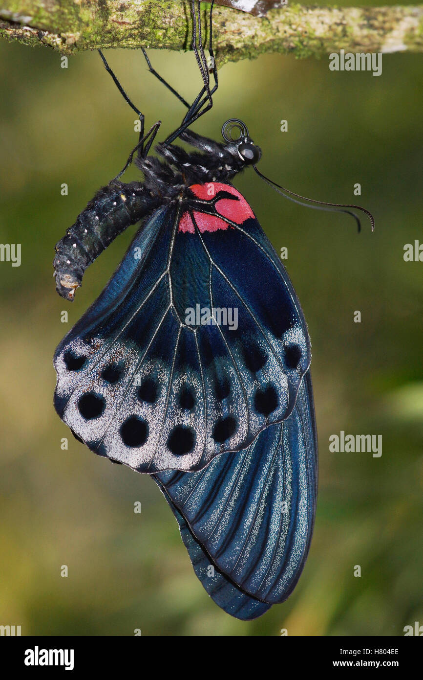 Great Mormon (Papilio memnon) butterfly, Malaysia Stock Photo - Alamy