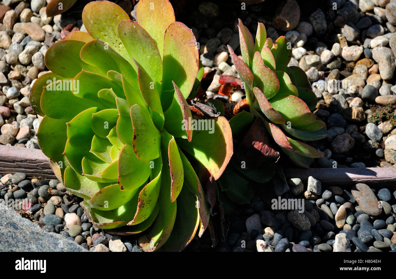 The succulent hens and chicks (Crassulaceae) cactus in a rock garden in ...