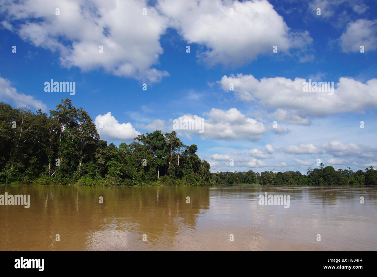 Rainforest along river, Kinabatangan River, Malaysia Stock Photo - Alamy