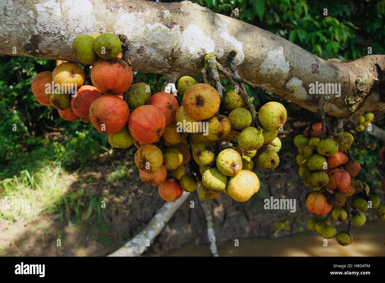 Fig (Ficus sp) fruit, Malaysia Stock Photo - Alamy