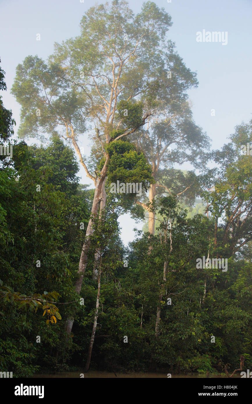 Rainforest, Danum Valley, Malaysia Stock Photo - Alamy