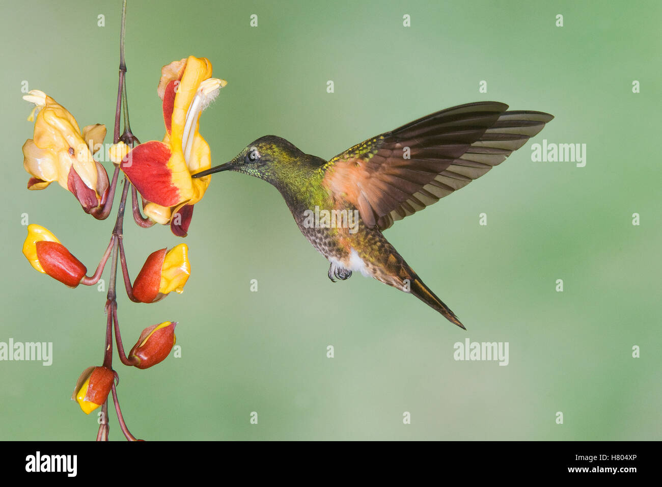Buff-tailed Coronet (Boissonneaua flavescens)hummingbird feeding on ...