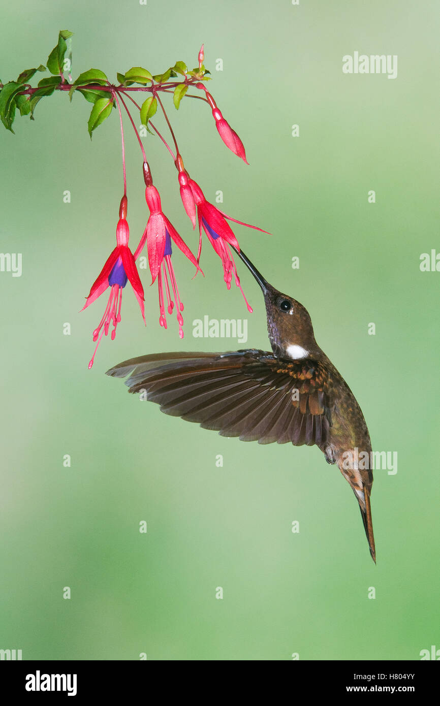 Brown Inca (Coeligena wilsoni) hummingbird feeding on flower nectar ...
