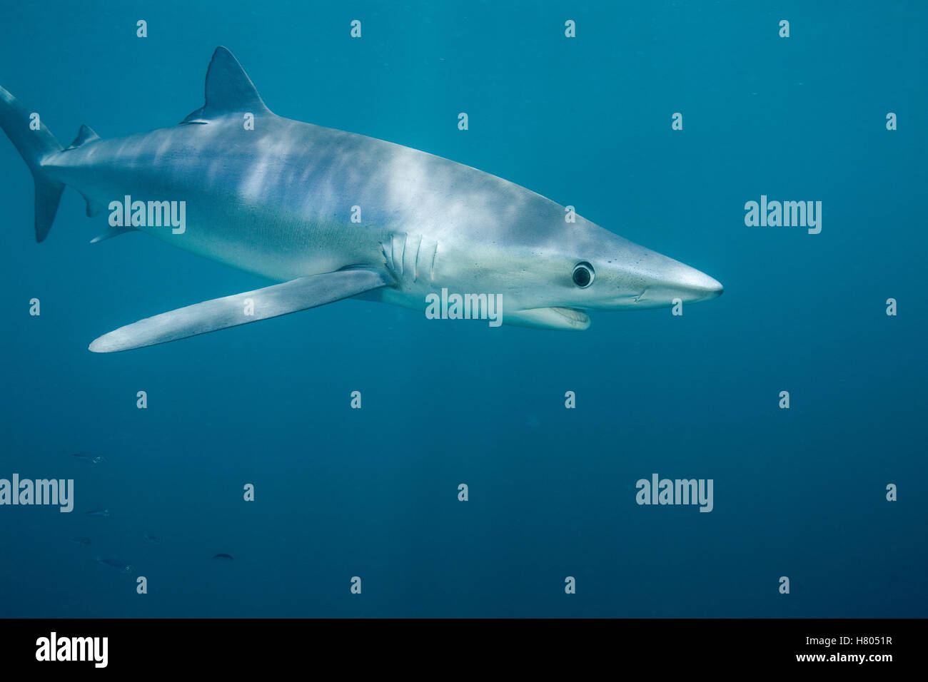 Blue Shark (Prionace glauca) large female, eight miles off La Jolla ...