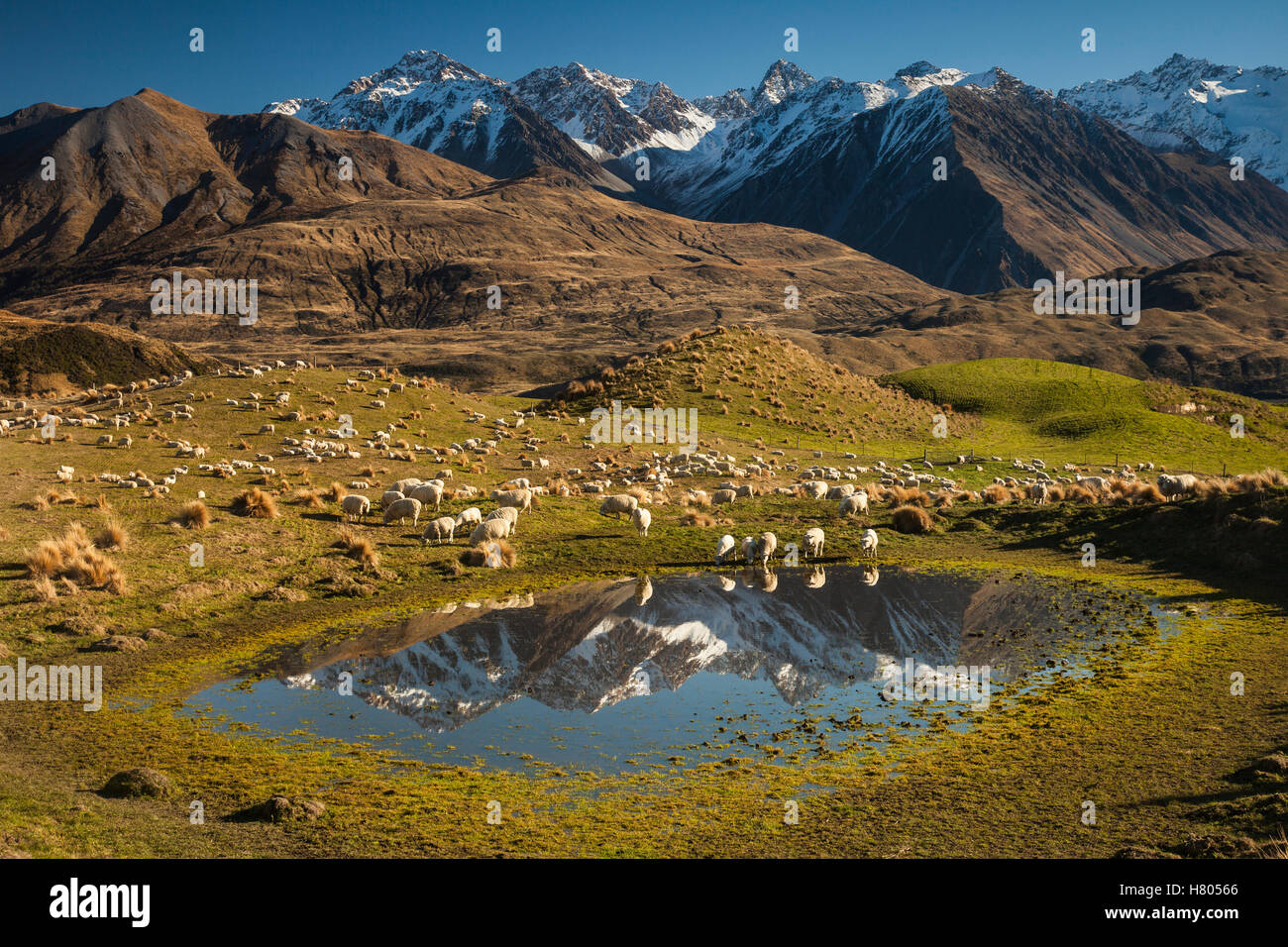 Domestic Sheep (Ovis aries) flock in alpine meadow with small pond ...