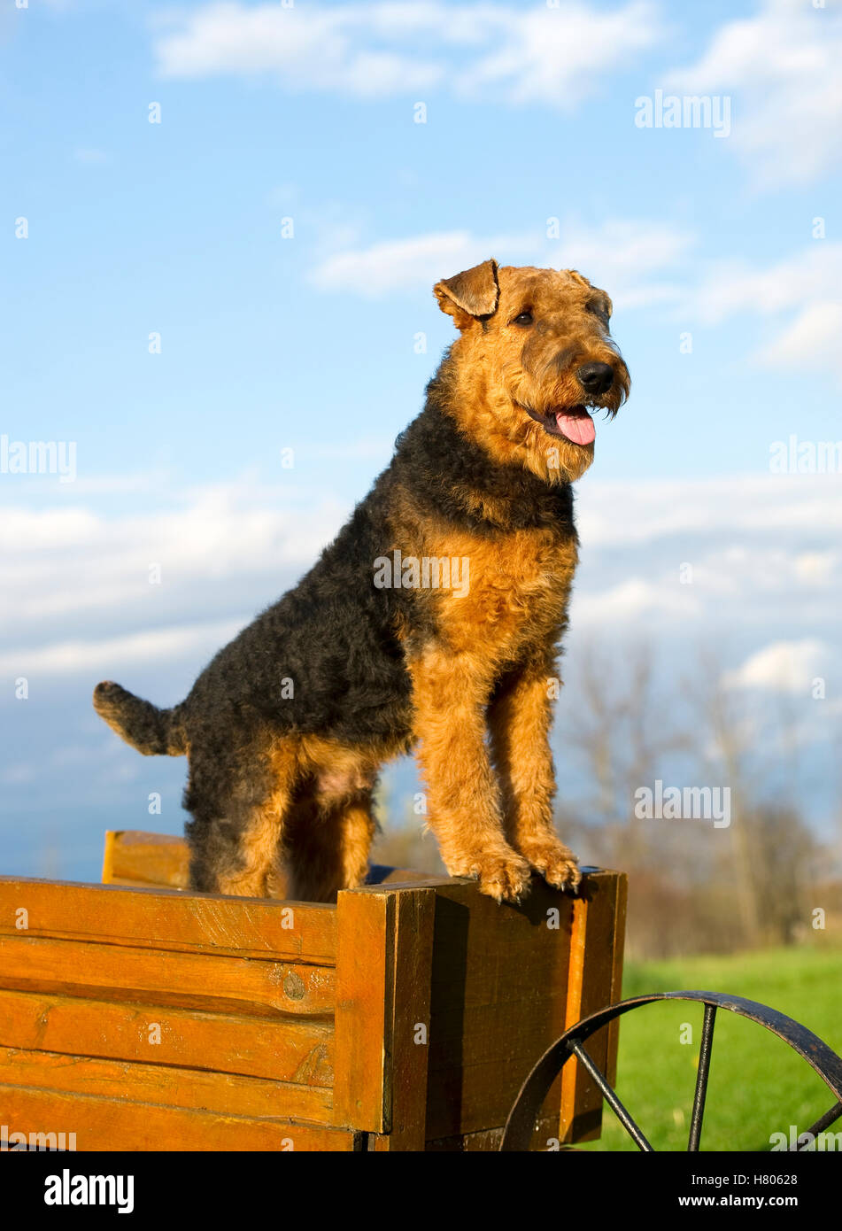 Airedale Terrier (Canis familiaris) standing in cart Stock Photo - Alamy