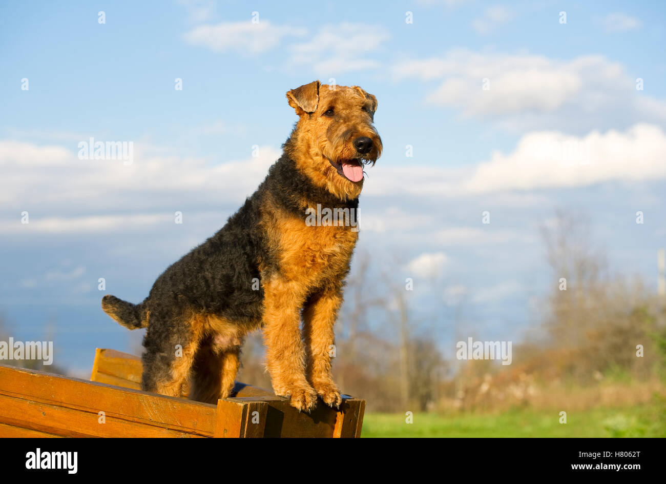 Airedale Terrier (Canis familiaris) standing in cart Stock Photo - Alamy