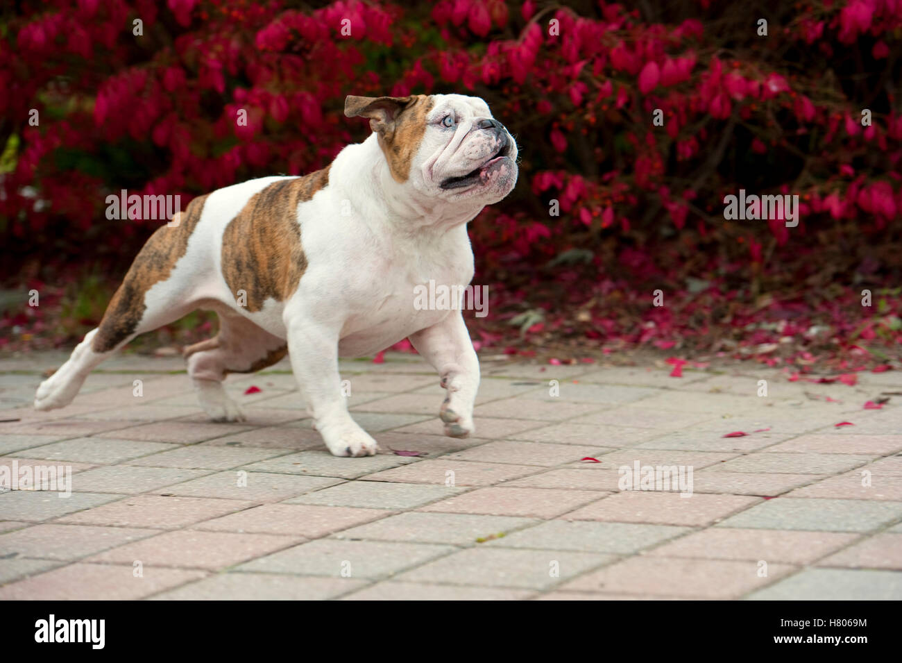 English Bulldog (Canis familiaris) running Stock Photo - Alamy