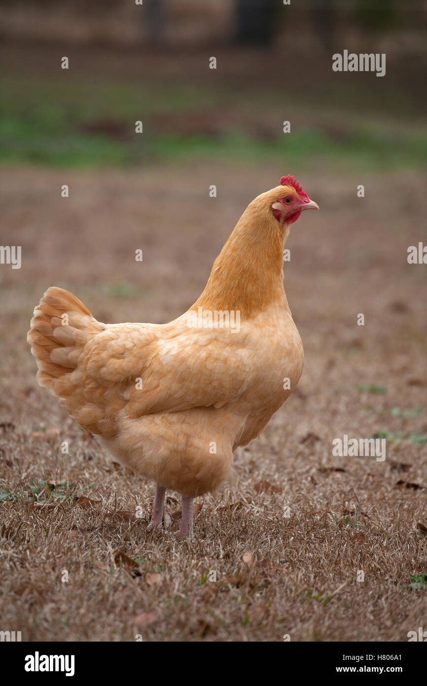 Free ranging hen that is walking on a field Stock Photo - Alamy
