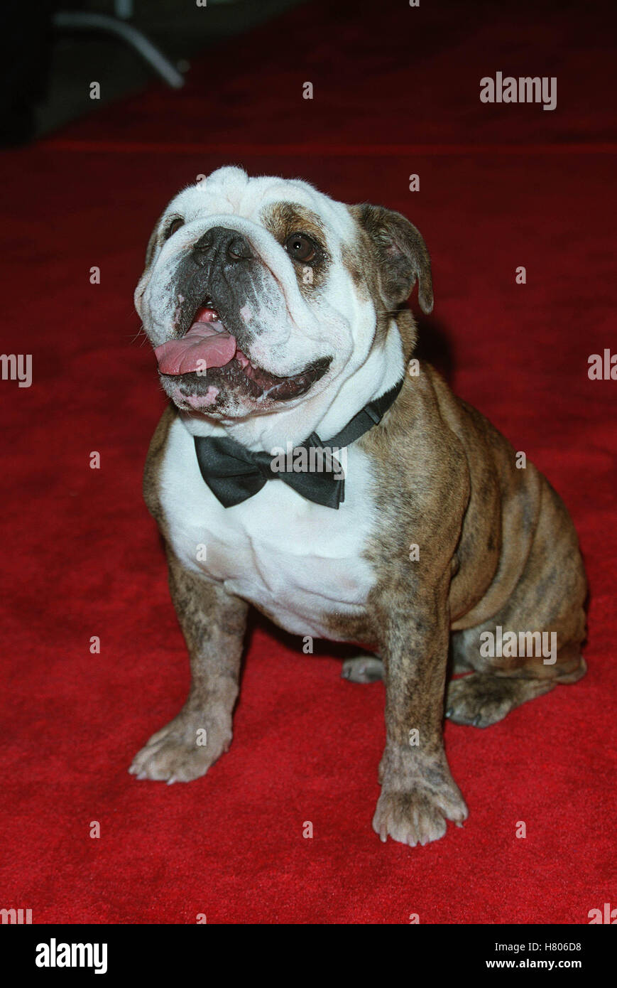 BEEFY "LITTLE NICKY" LA PREMIER HOOLYWOOD LA USA 02 November 2000 Stock ...